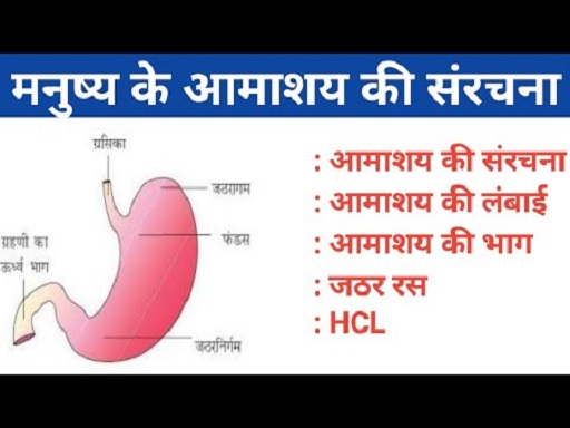 Understanding the Digestive System: A Comprehensive Guide - Fast Duniya